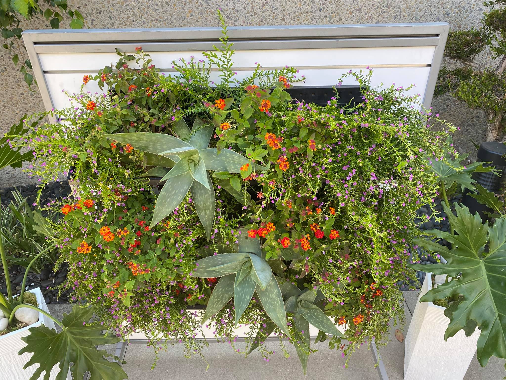 Green Screens Office Plant Designers - Biozenic